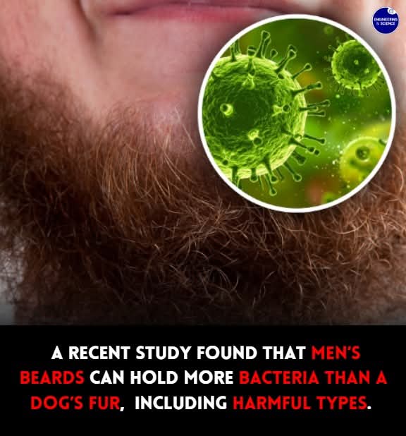 Men’s Beard Holds More Bacteria Than Dog’s Fur – A-one Channel